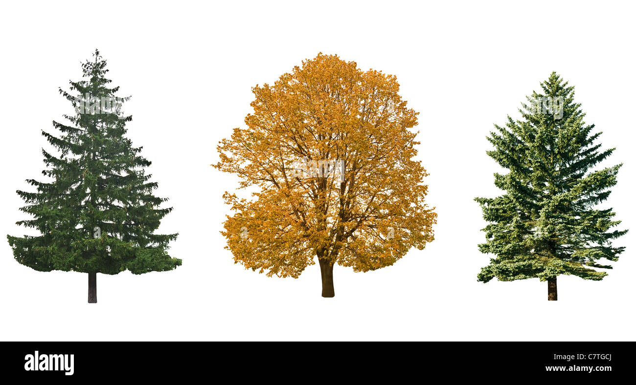 three trees are isolated on a white background Stock Photo - Alamy