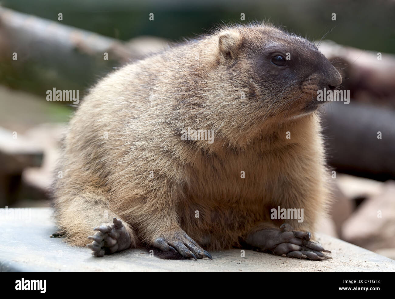 Funny marmot. Marmot seating on the back. Woodchuck Stock Photo - Alamy
