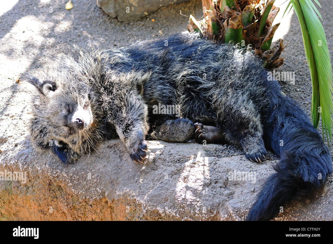 Binturong (Asian Bearcat), Fuengirola Zoo (Bioparc), Fuengirola, Costa ...