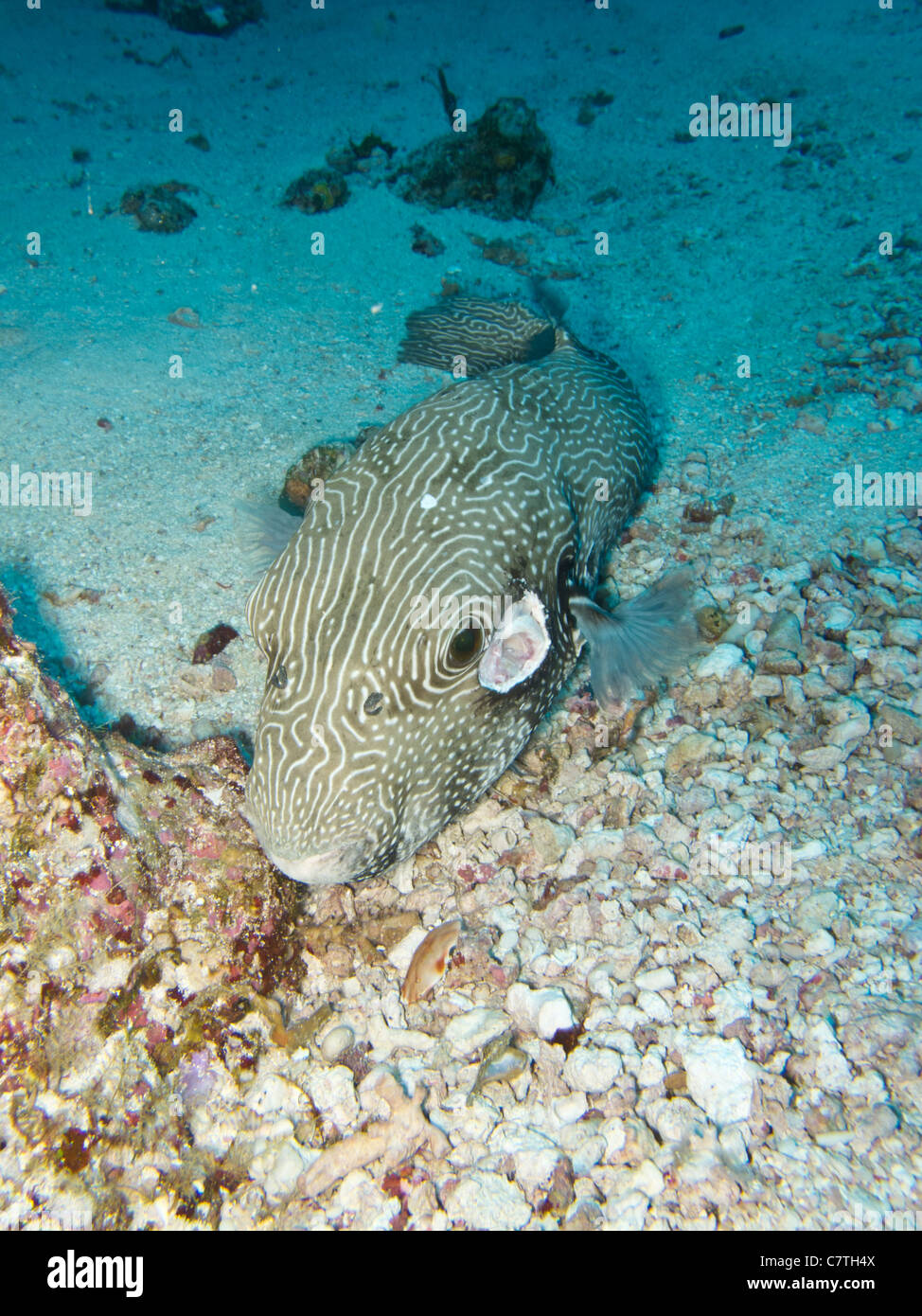 An injured Map Puffer fish lying on the sand floor Stock Photo - Alamy