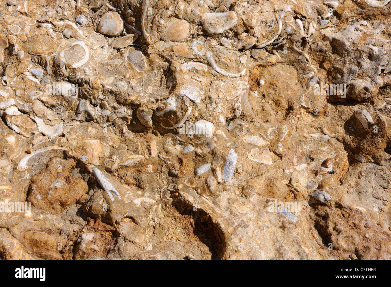 Fossil bed uk hi-res stock photography and images - Alamy