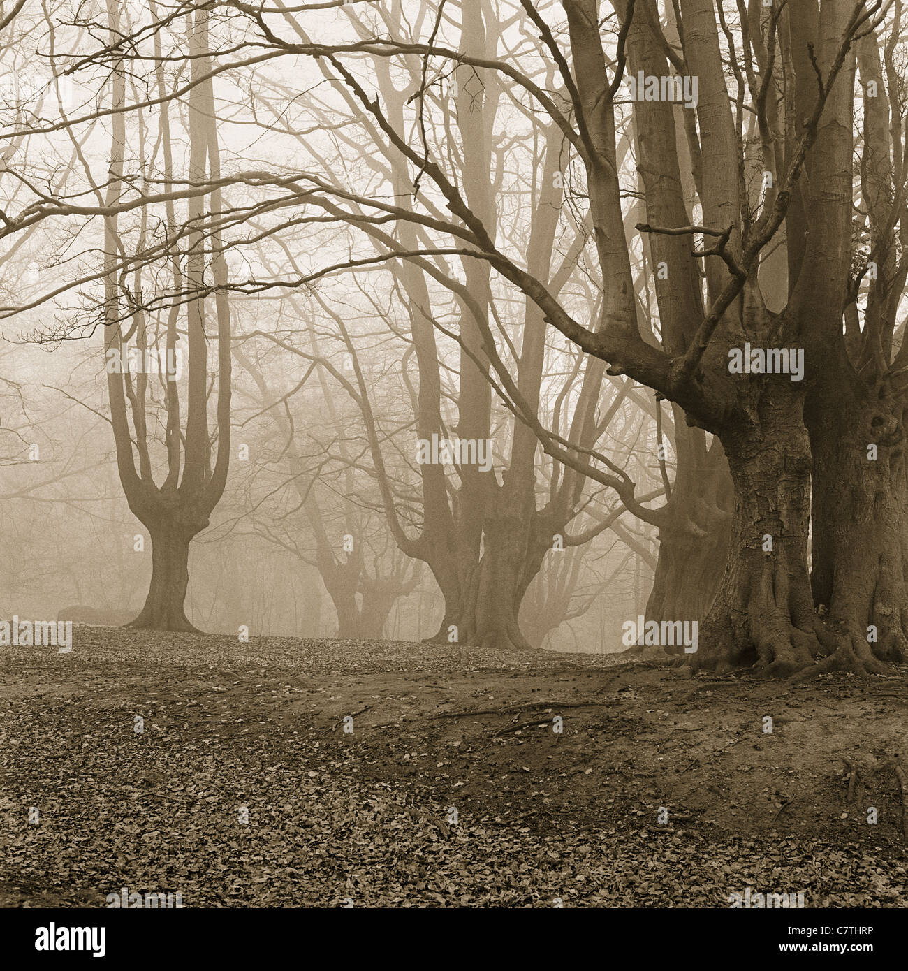 Old coppiced or pollarded beech trees (or possibly hornbeam) on a misty ...