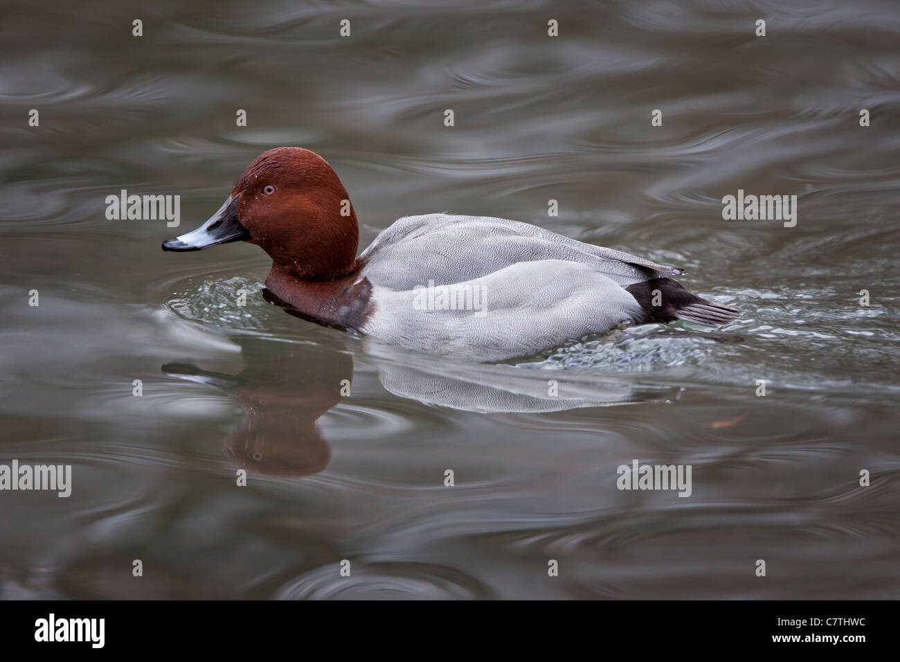 Tafelente hi-res stock photography and images - Alamy