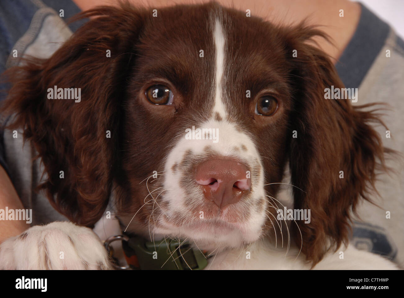 English springer spaniel puppy hi-res stock photography and images - Alamy