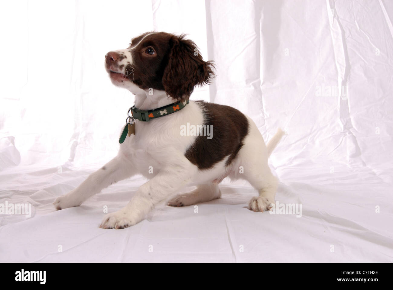 English springer spaniel puppy hi-res stock photography and images - Alamy