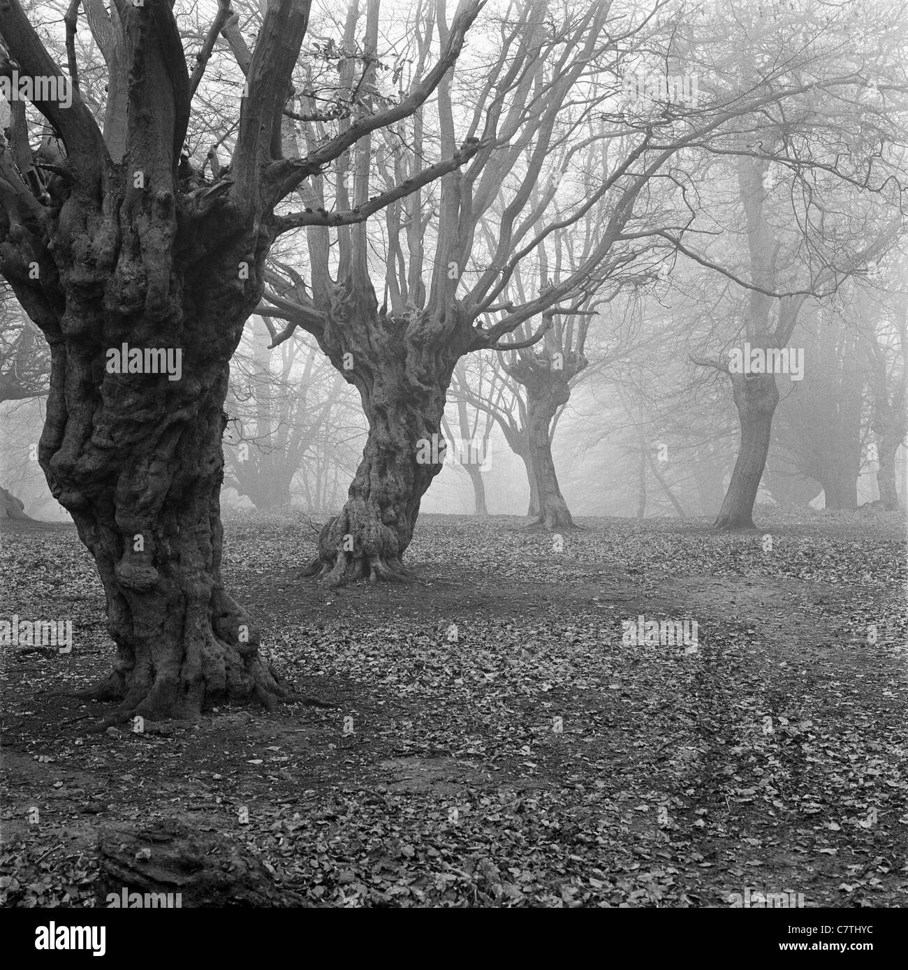 Old gnarled beech trees (or possibly hornbeam) on a misty day in ...