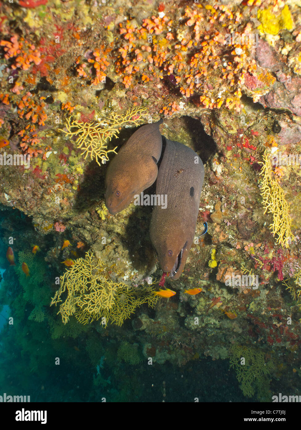 Two Giant Morays coming out from a hanging wall underwater of Maldives ...
