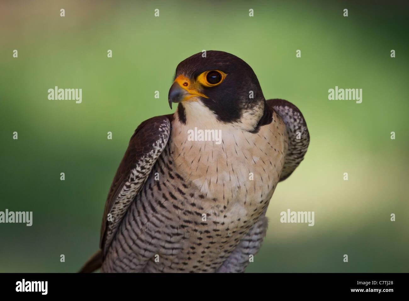 Wanderfalke hi-res stock photography and images - Alamy