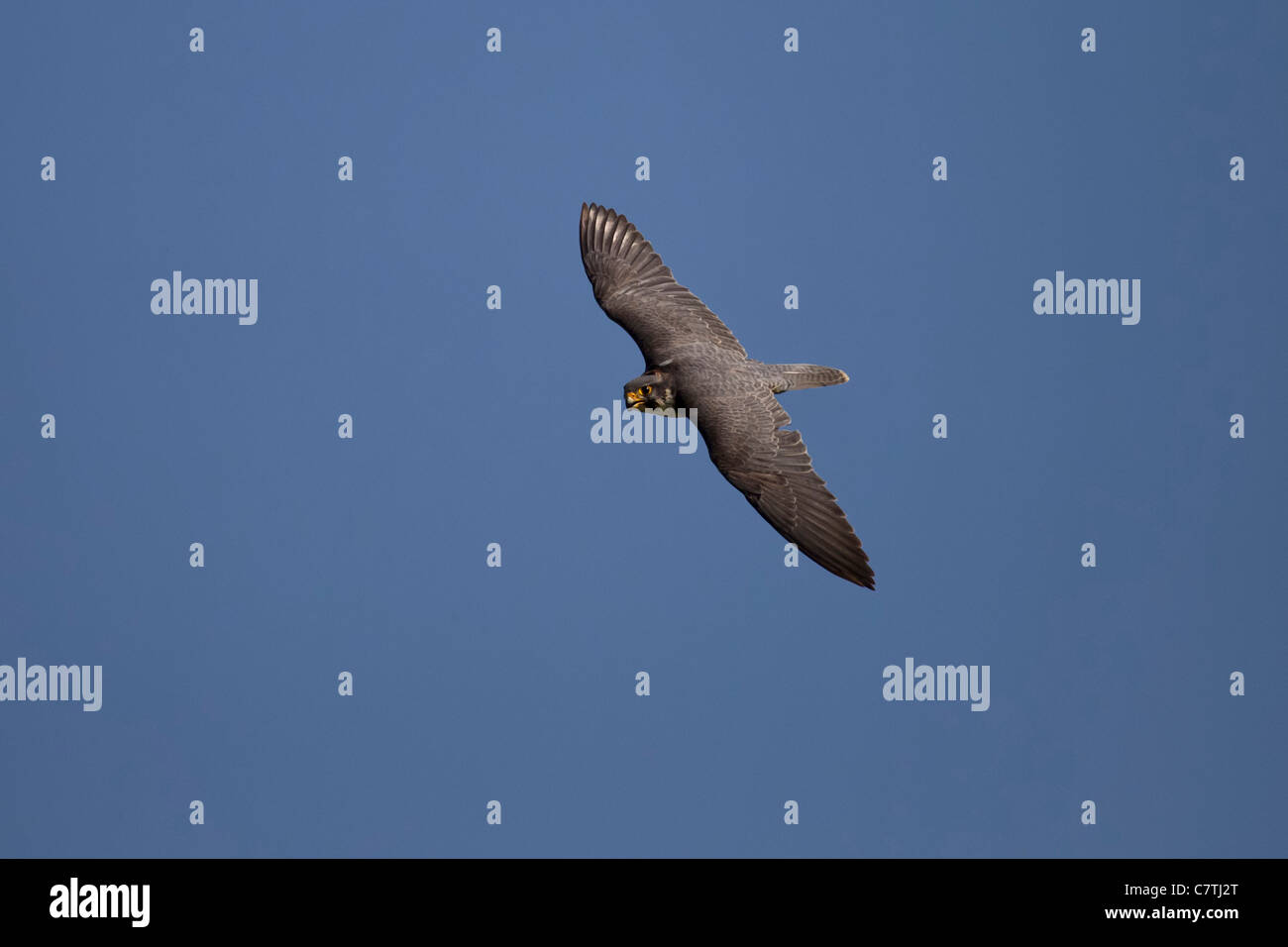 Wanderfalke hi-res stock photography and images - Alamy