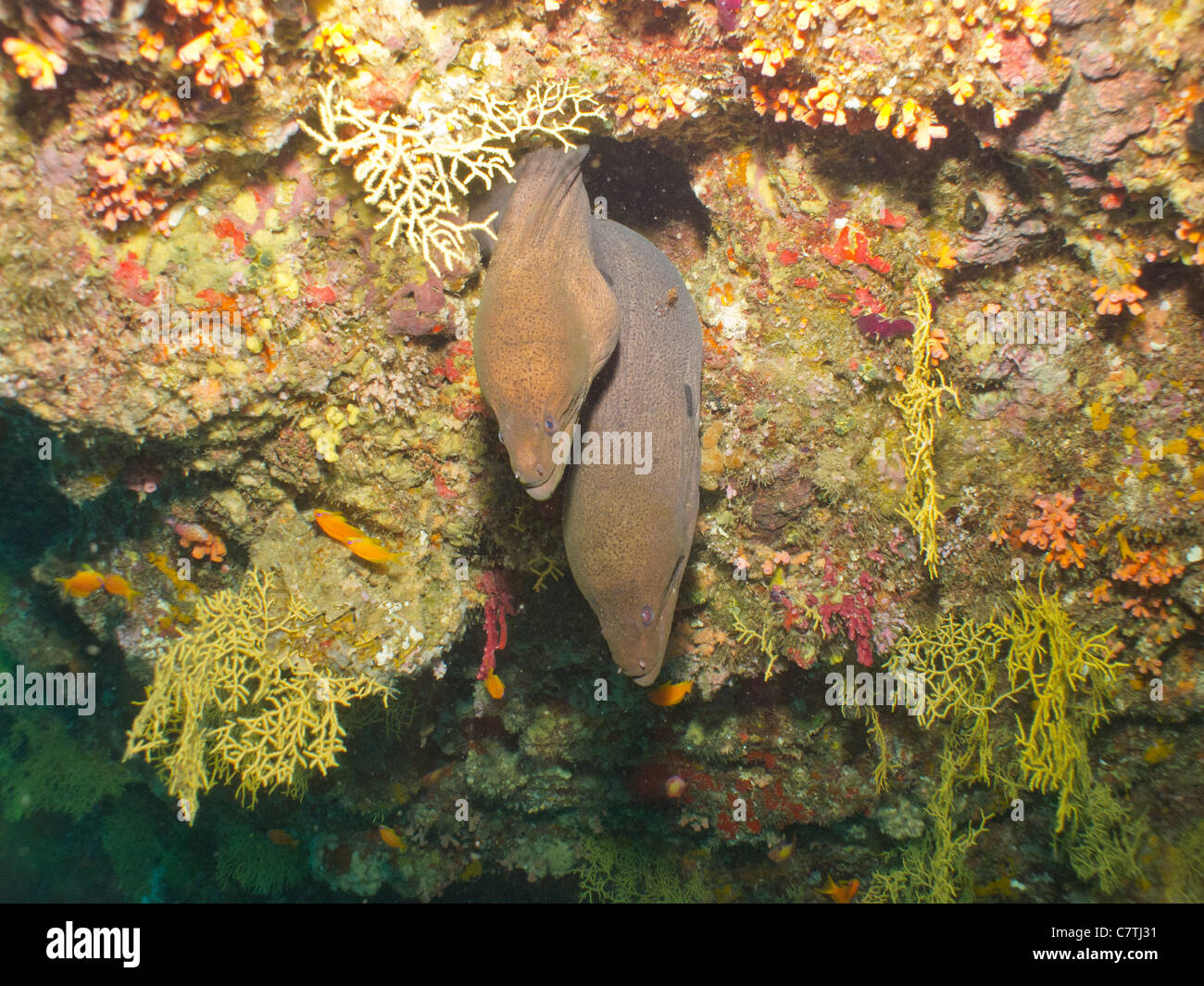 Two Giant Morays coming out from a hanging wall underwater of Maldives ...