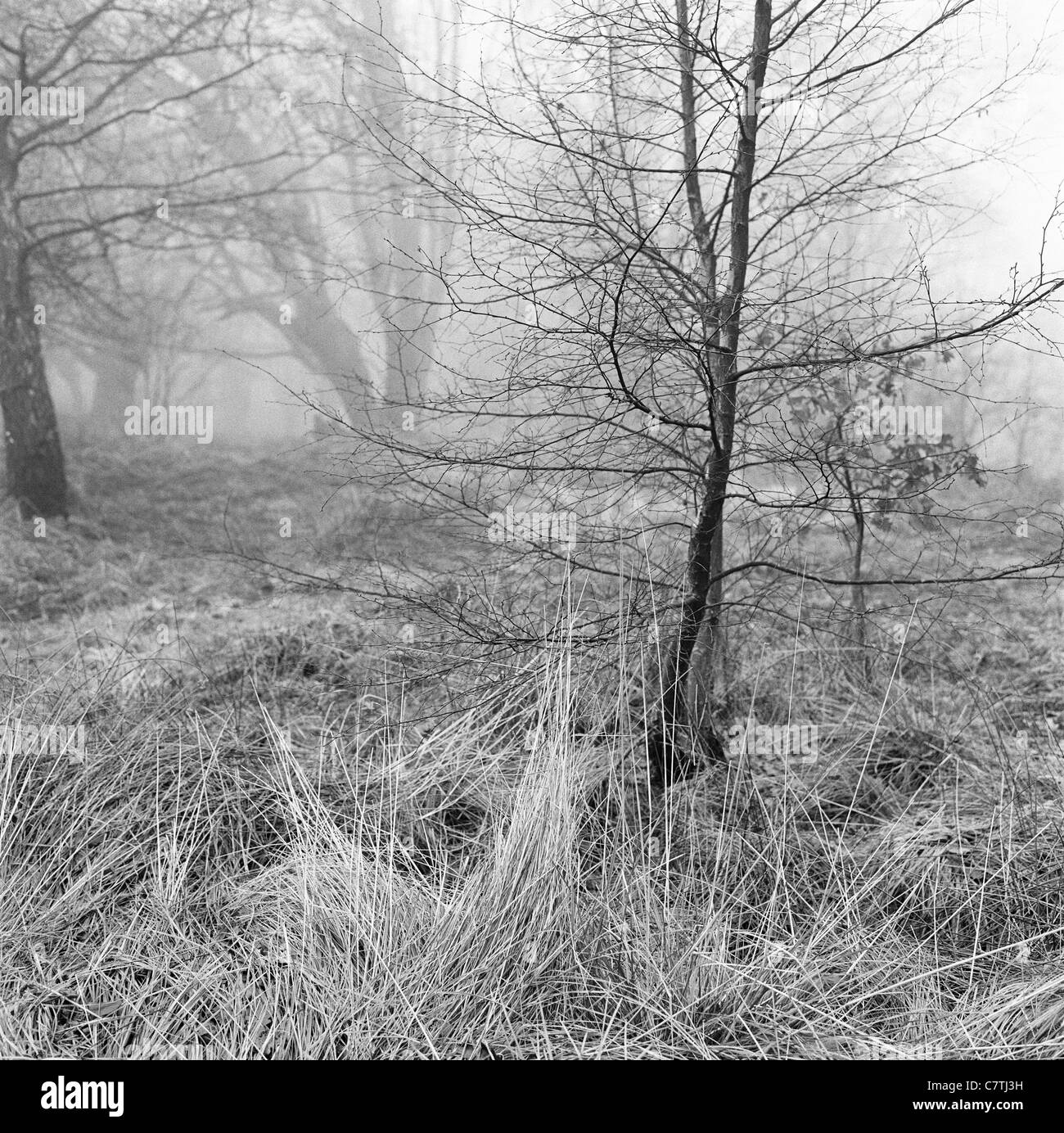 Beech tree sapling Black and White Stock Photos & Images - Alamy