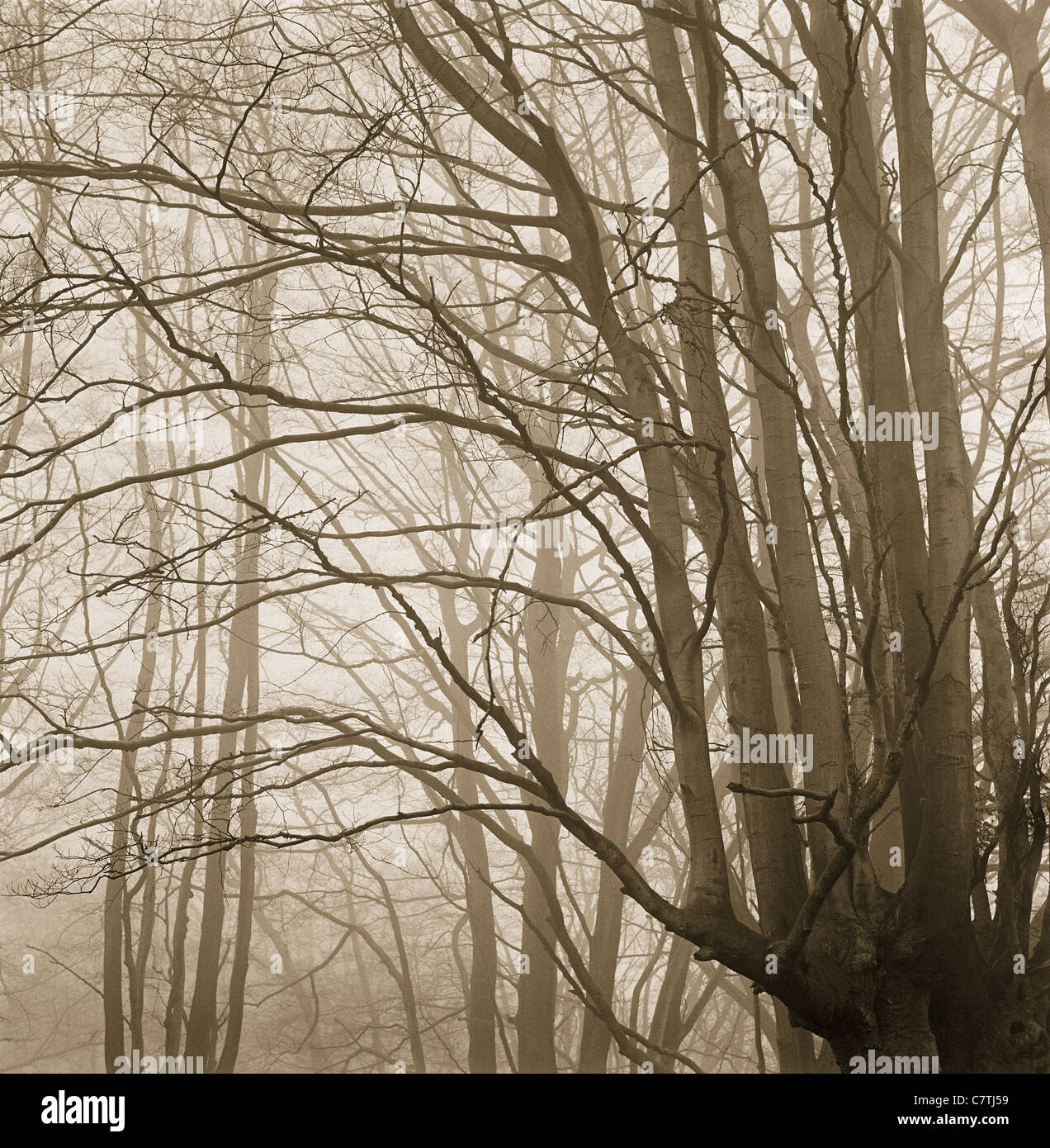 Old coppiced or pollarded beech trees (or possibly hornbeam) on a misty ...