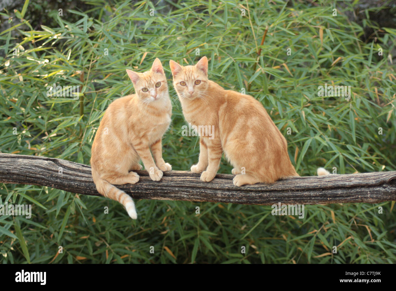 two ginger cats on beam Stock Photo - Alamy