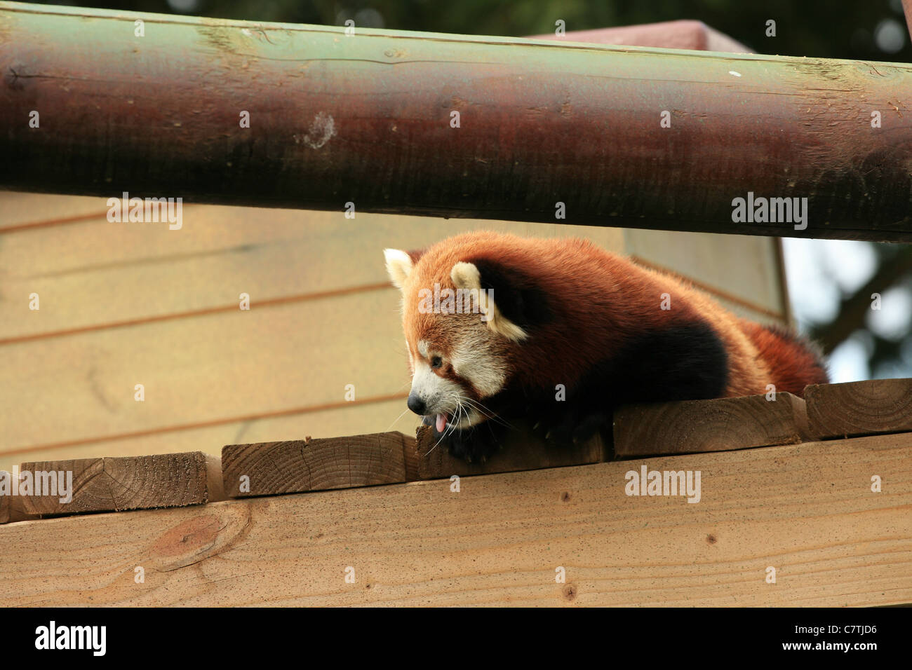 Zoo panda enclosure hi-res stock photography and images - Alamy