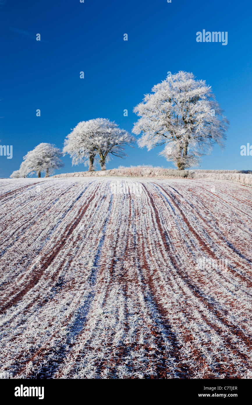 England frost trees hi-res stock photography and images - Alamy