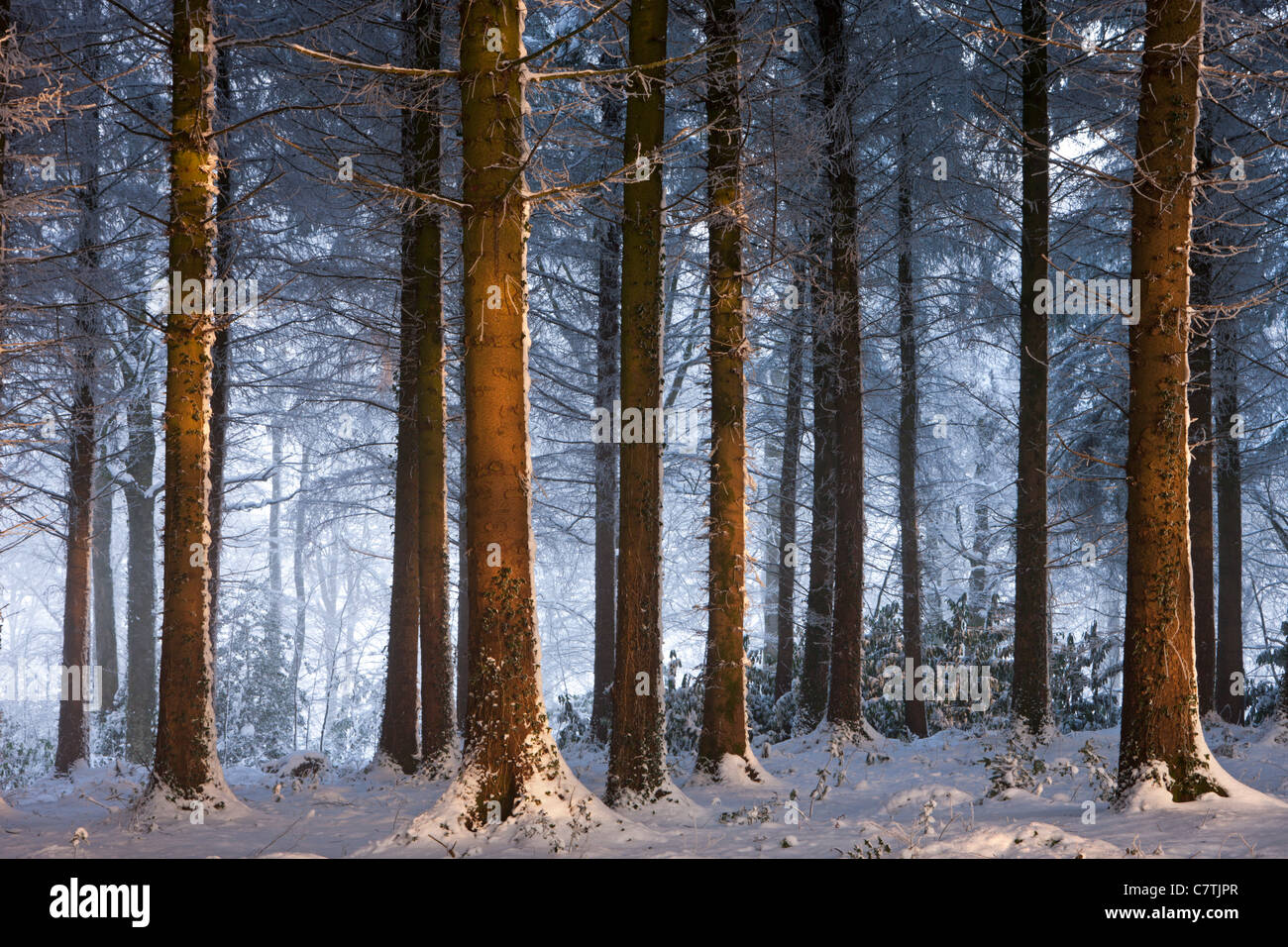 Snow covered winter woodland, Morchard Wood, Devon, England. December ...