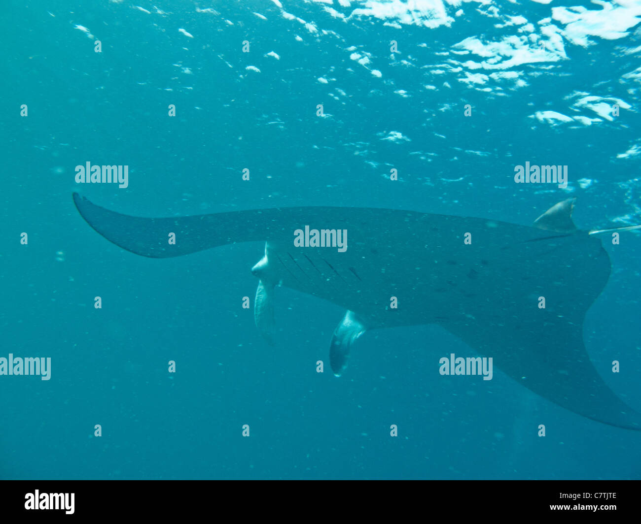 Manta Ray in Maldives Stock Photo - Alamy