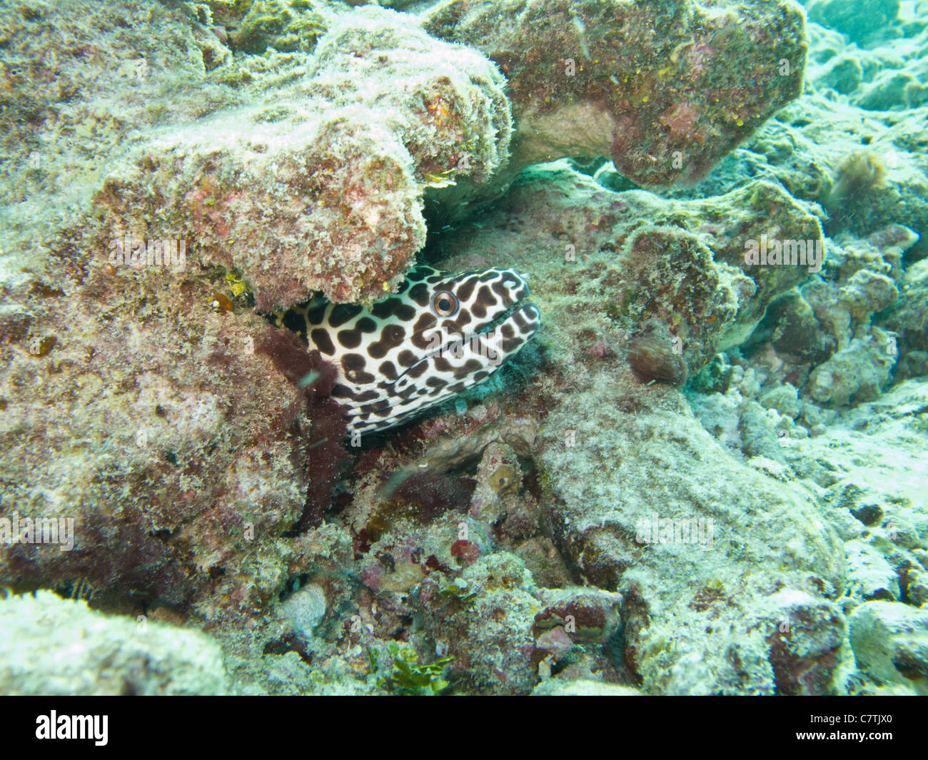 Black blotched moray hi-res stock photography and images - Alamy