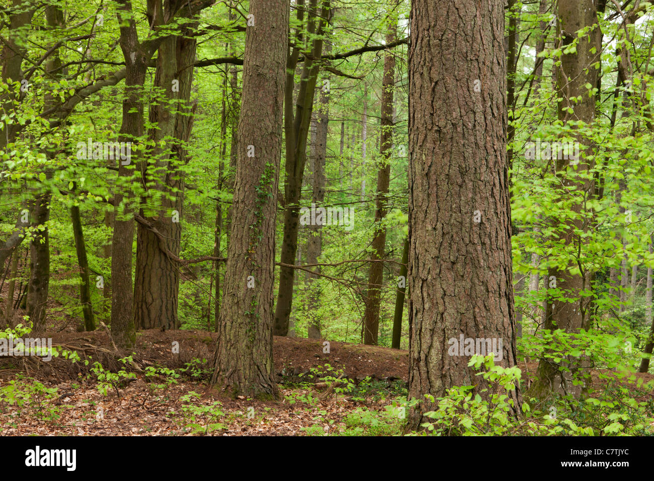 Spring foliage in Horner Wood, Exmoor National Park, Somerset, England ...