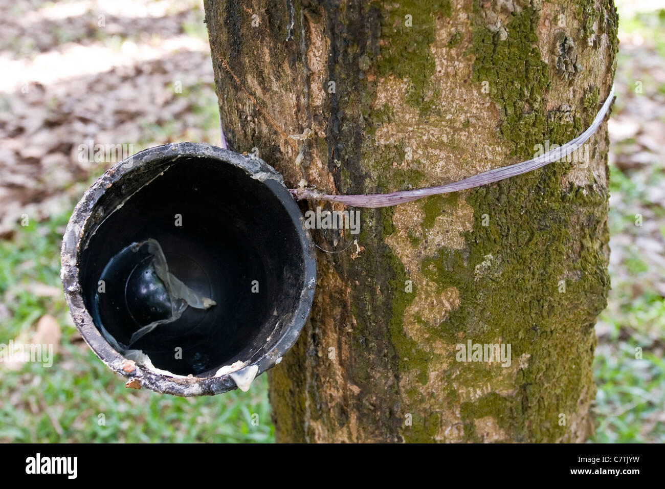 Rubber plantations hi-res stock photography and images - Alamy