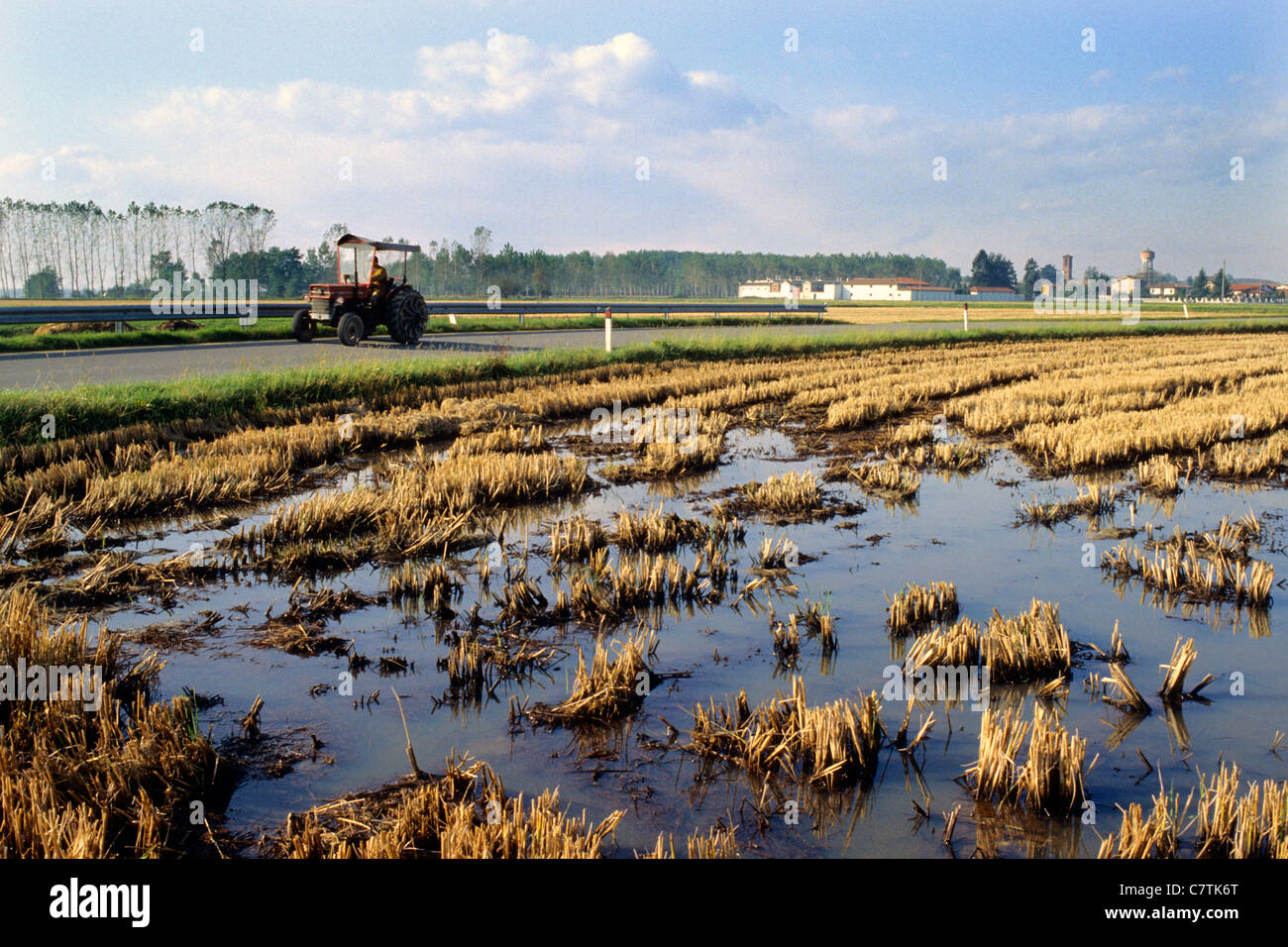 Italy, Lombardy, Pavia, Rice Field Stock Photo - Alamy