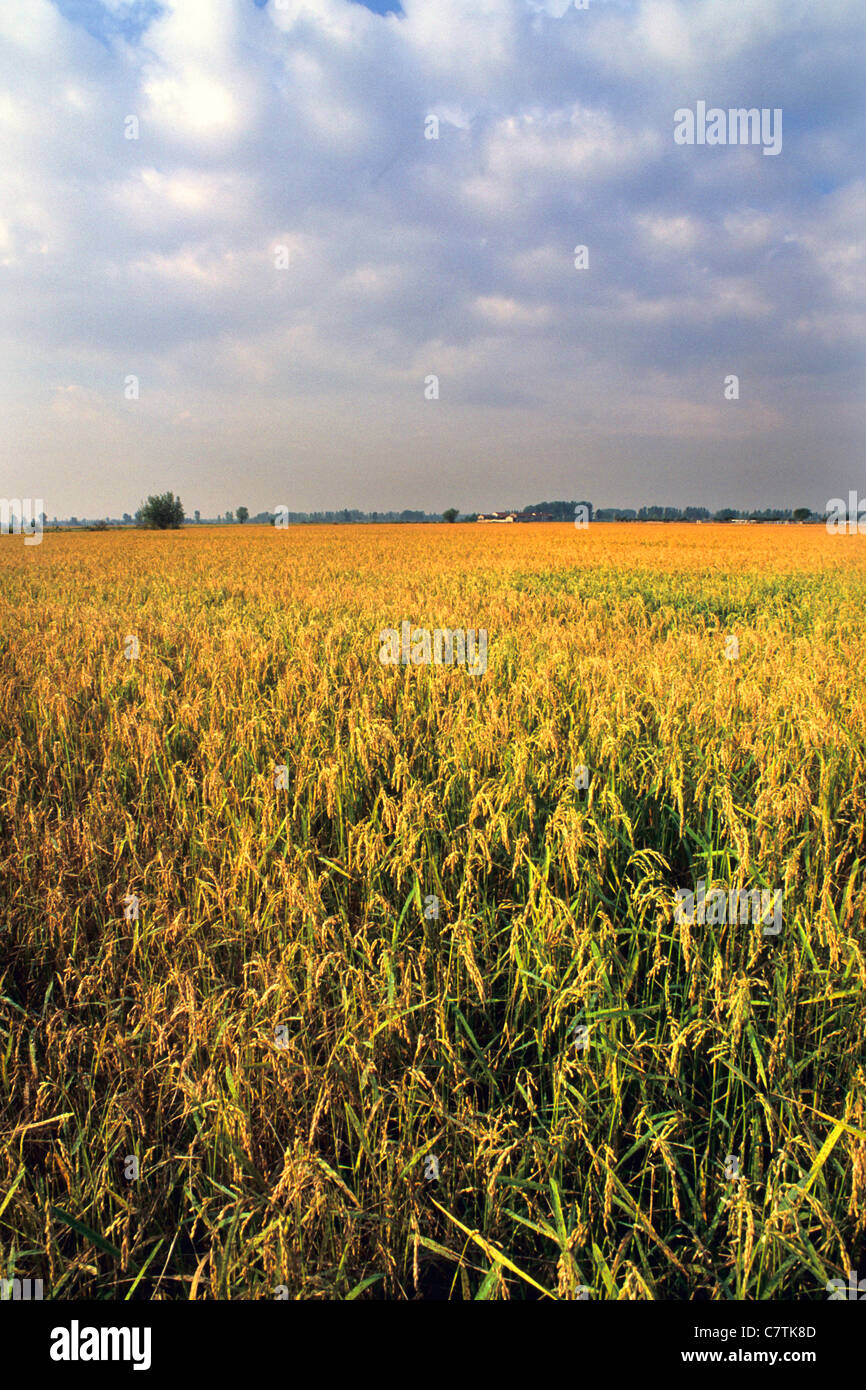 Farmer ricefields italy hi-res stock photography and images - Alamy