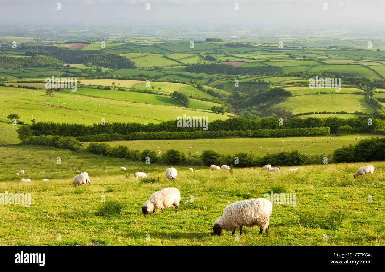 Sheep Farming Landscape High Resolution Stock Photography and Images ...