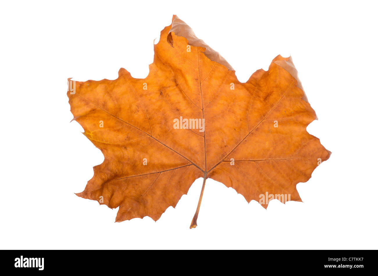 autumn maple-leaf, isolated on a white background Stock Photo - Alamy