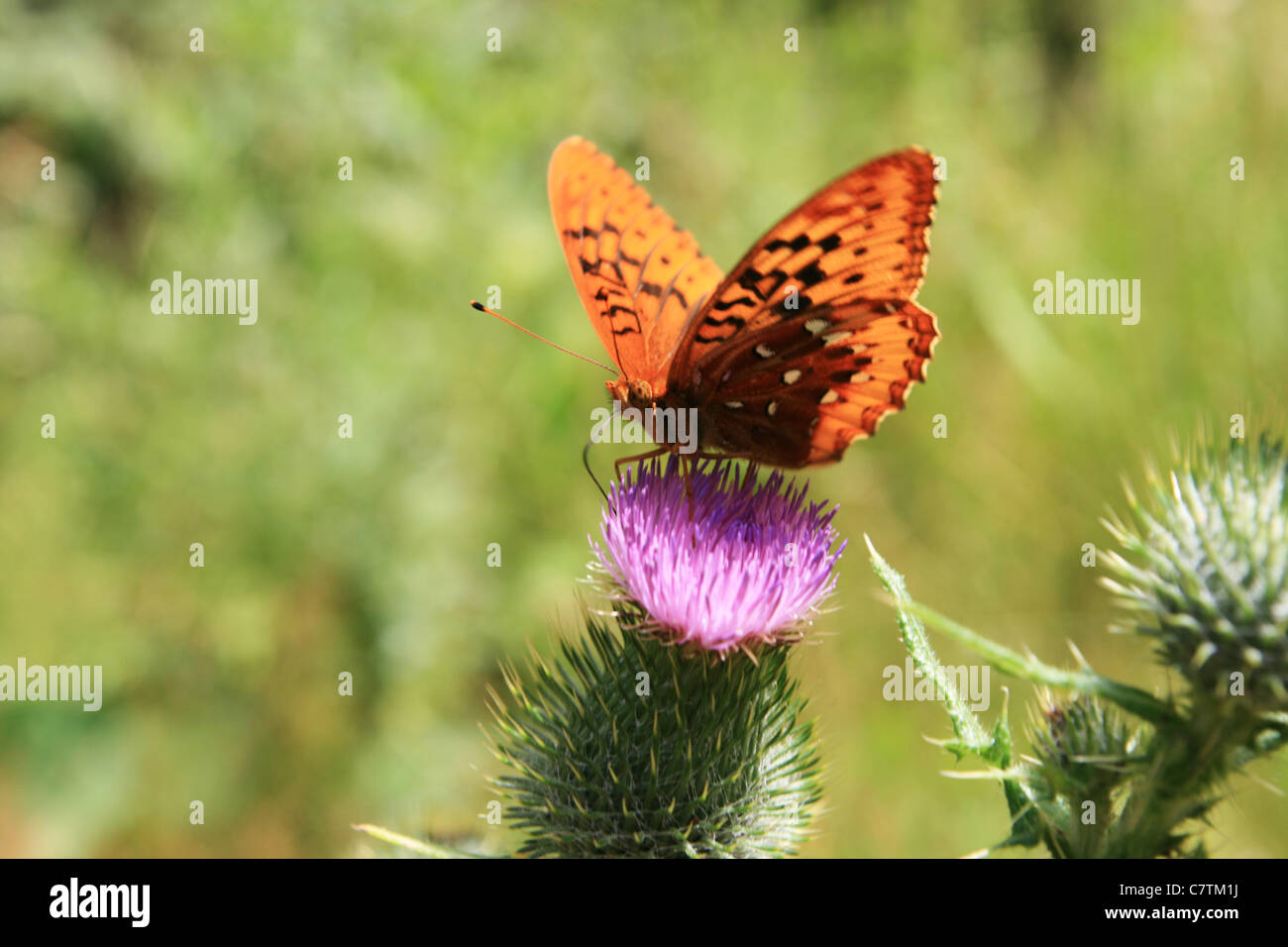 orange fritillary butterfly on thistle Stock Photo - Alamy