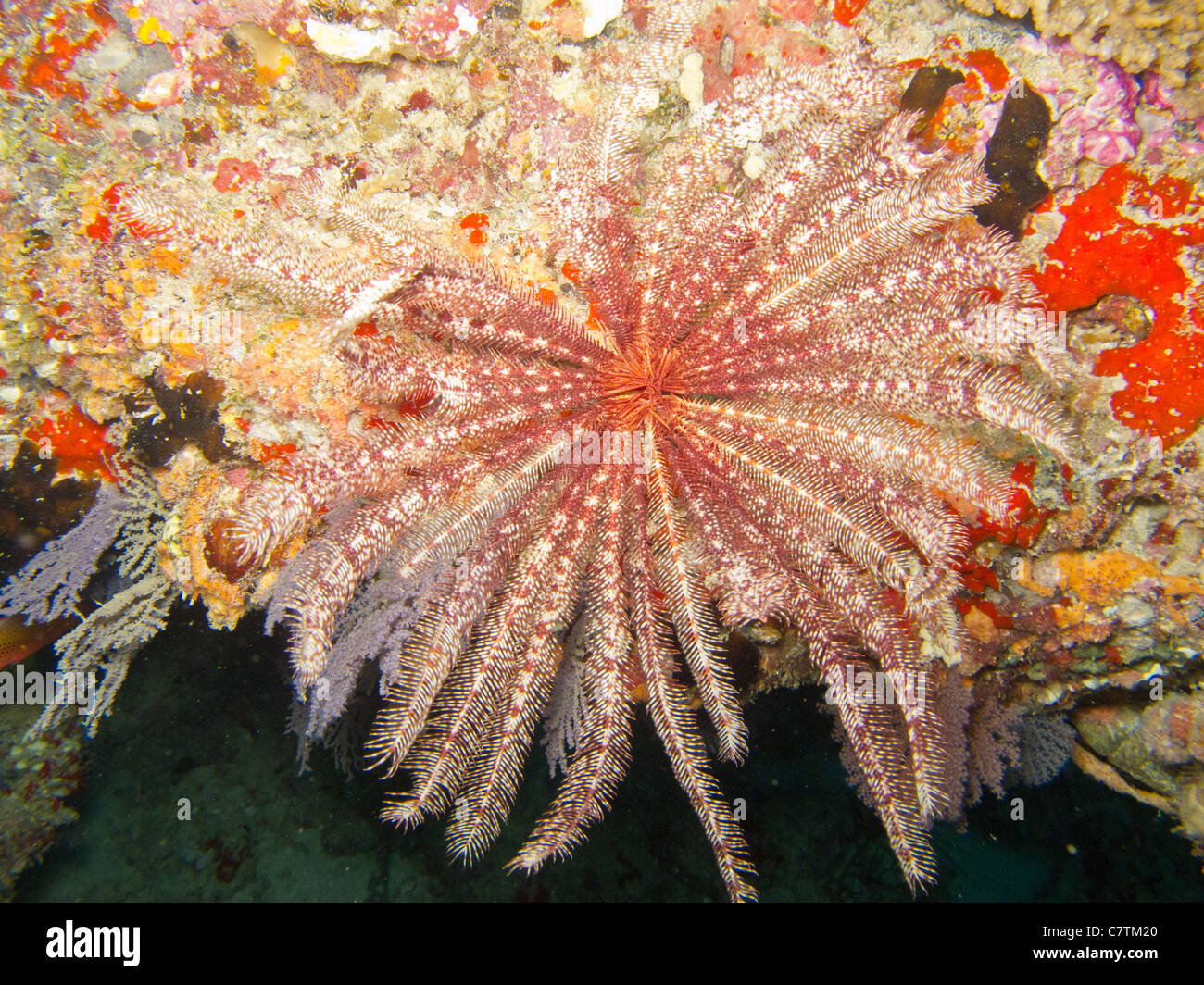 Underwater crinoid feather star hi-res stock photography and images - Alamy