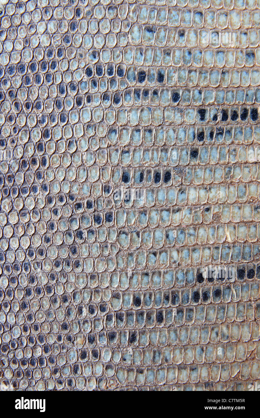 Snakeskin pattern hi-res stock photography and images - Alamy