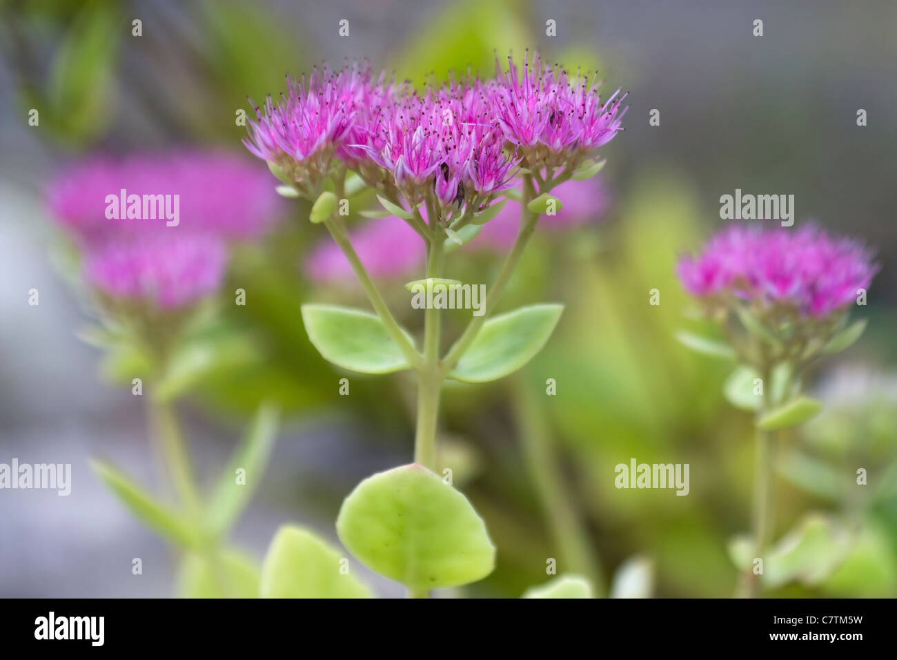 Orpine hi-res stock photography and images - Alamy