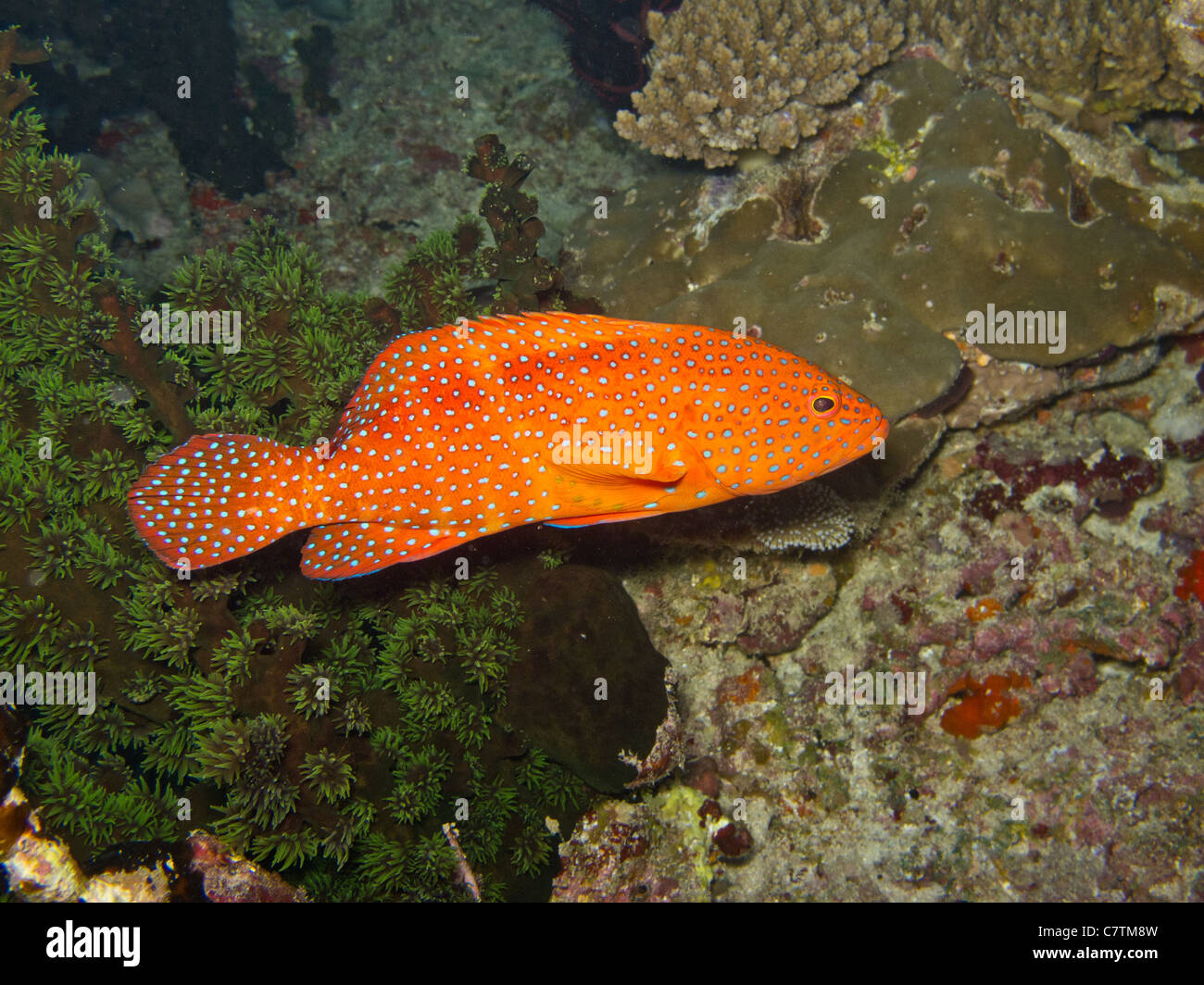 Blue spotted rockcod hi-res stock photography and images - Alamy