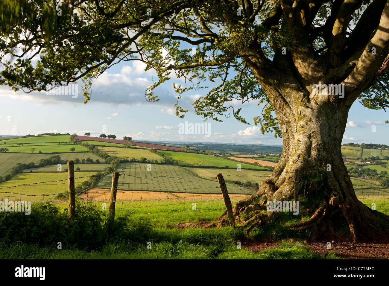 Summer fields in the Devon countryside, Raddon Hills, Devon, England ...