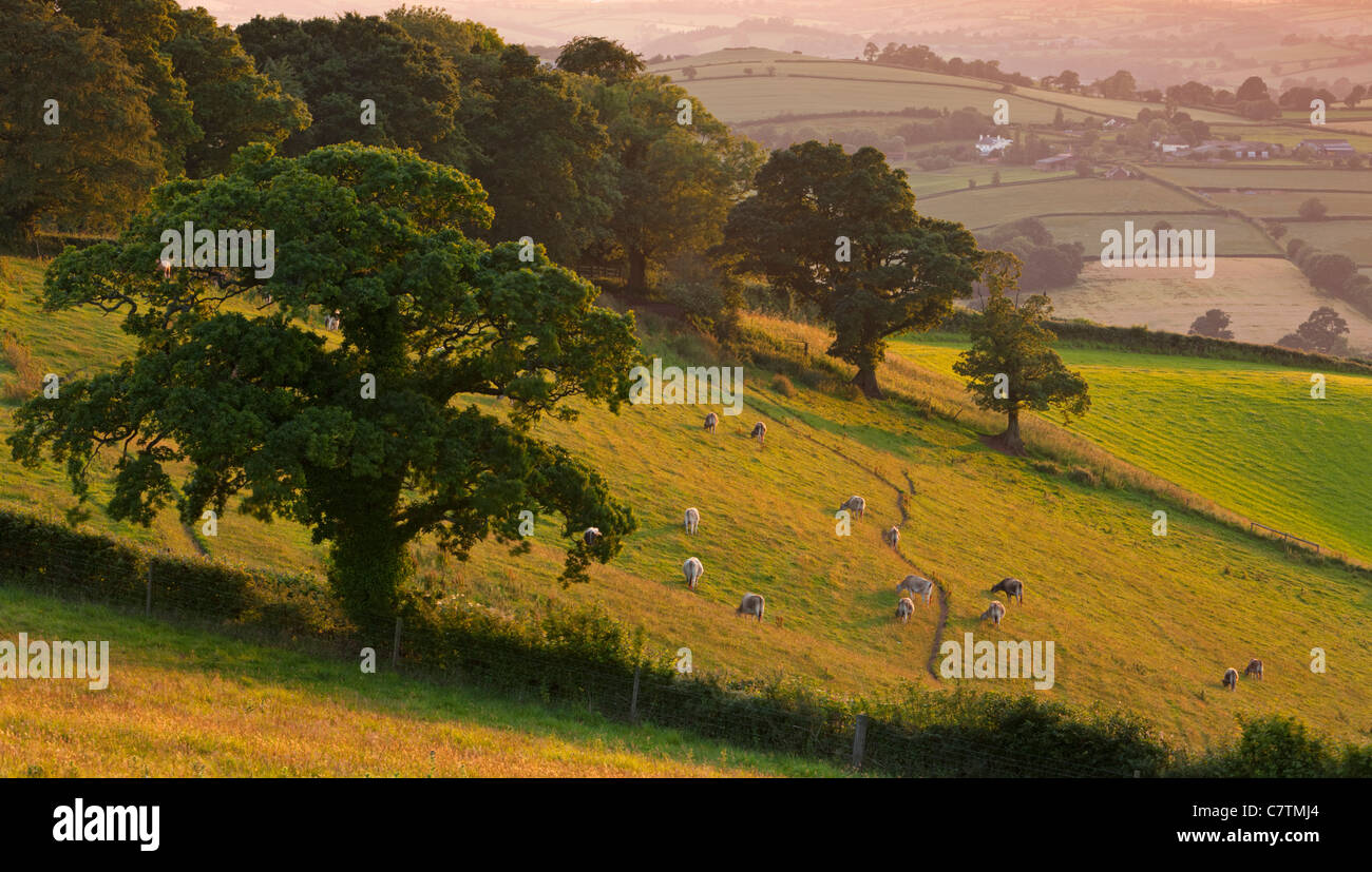 Cattle grazing on the slopes of Raddon Hill on a summer evening, Devon ...
