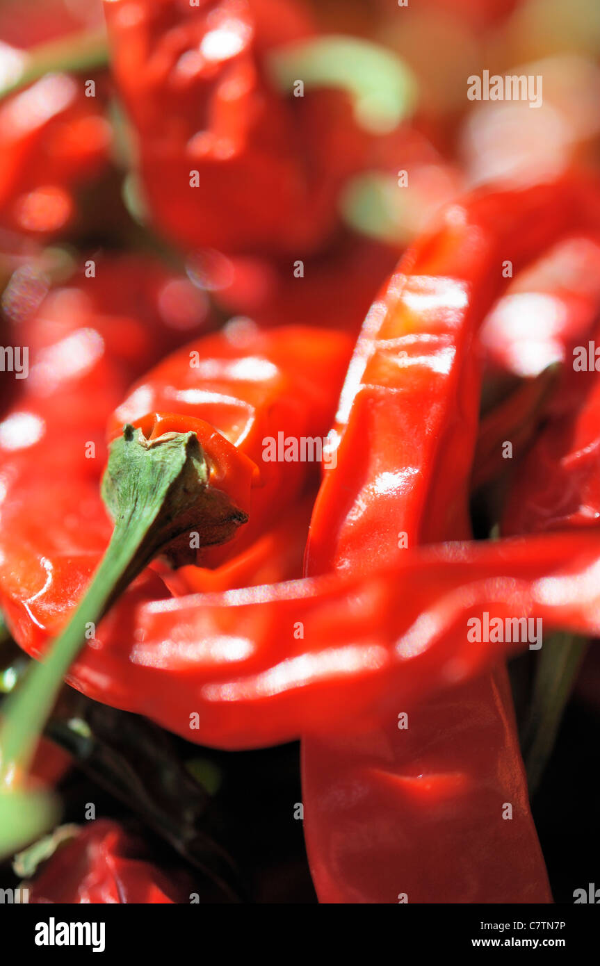 Macro shots hi-res stock photography and images - Alamy