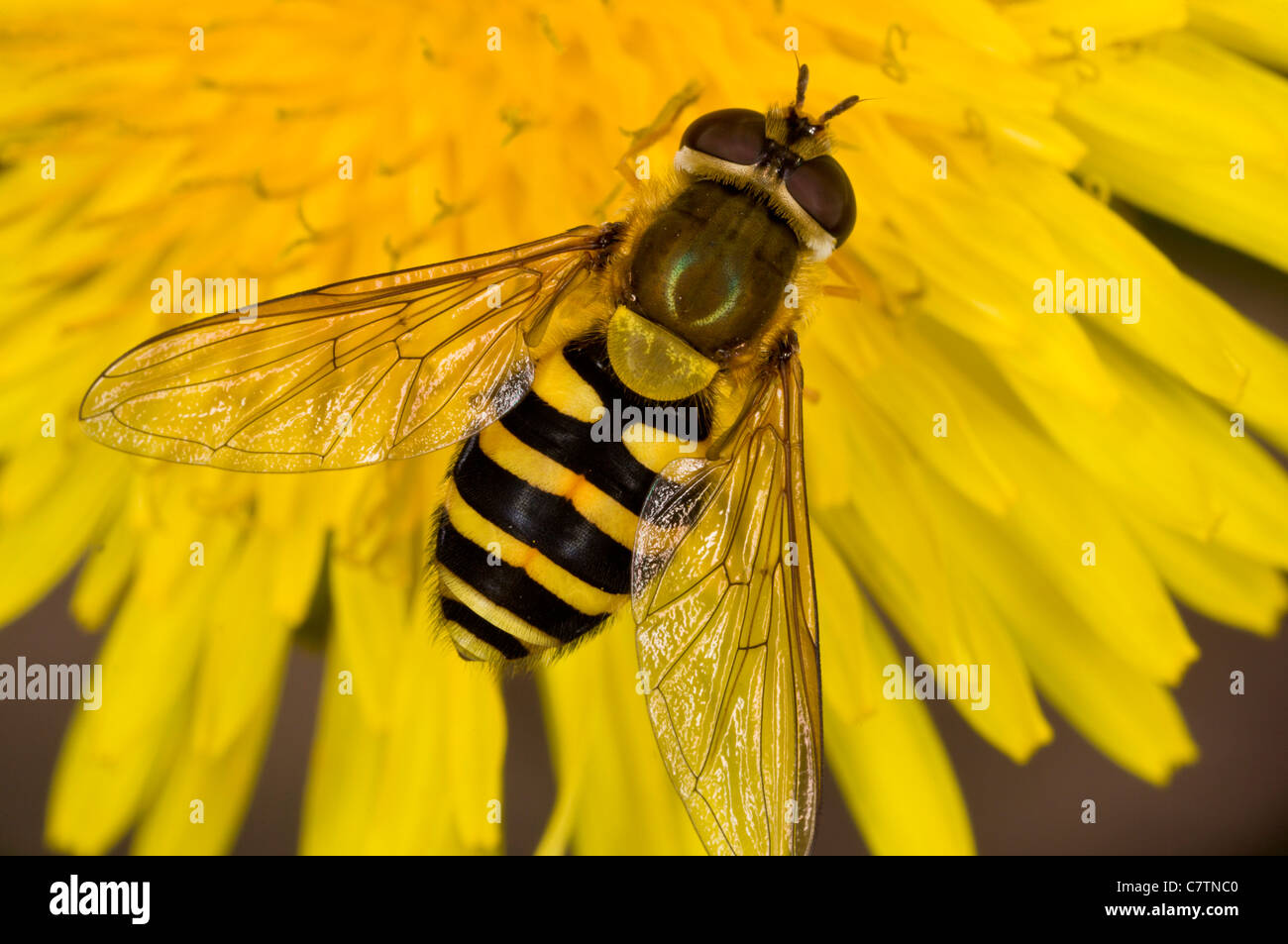 Syrphus ribesii flower hi-res stock photography and images - Alamy