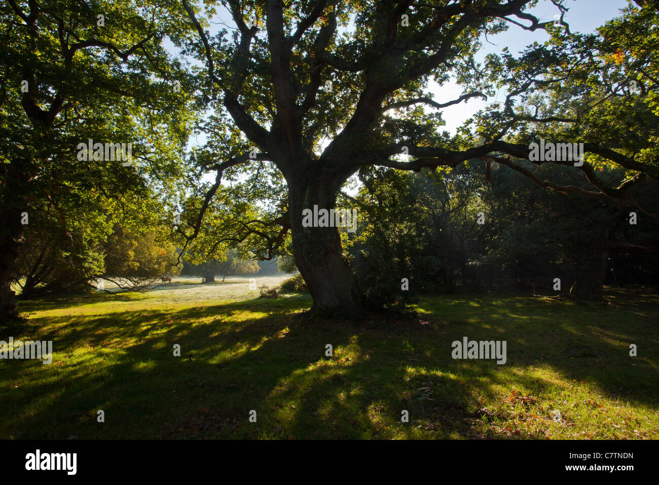 Ancient oak trees and lawns - with ponies - in autumn, in the New ...