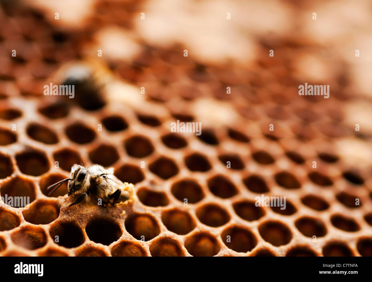 New queen bee emerging hi-res stock photography and images - Alamy