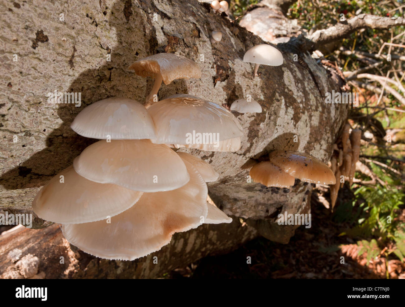Porcelain Fungus, Oudemansiella mucida on beech tree, New Forest Stock ...