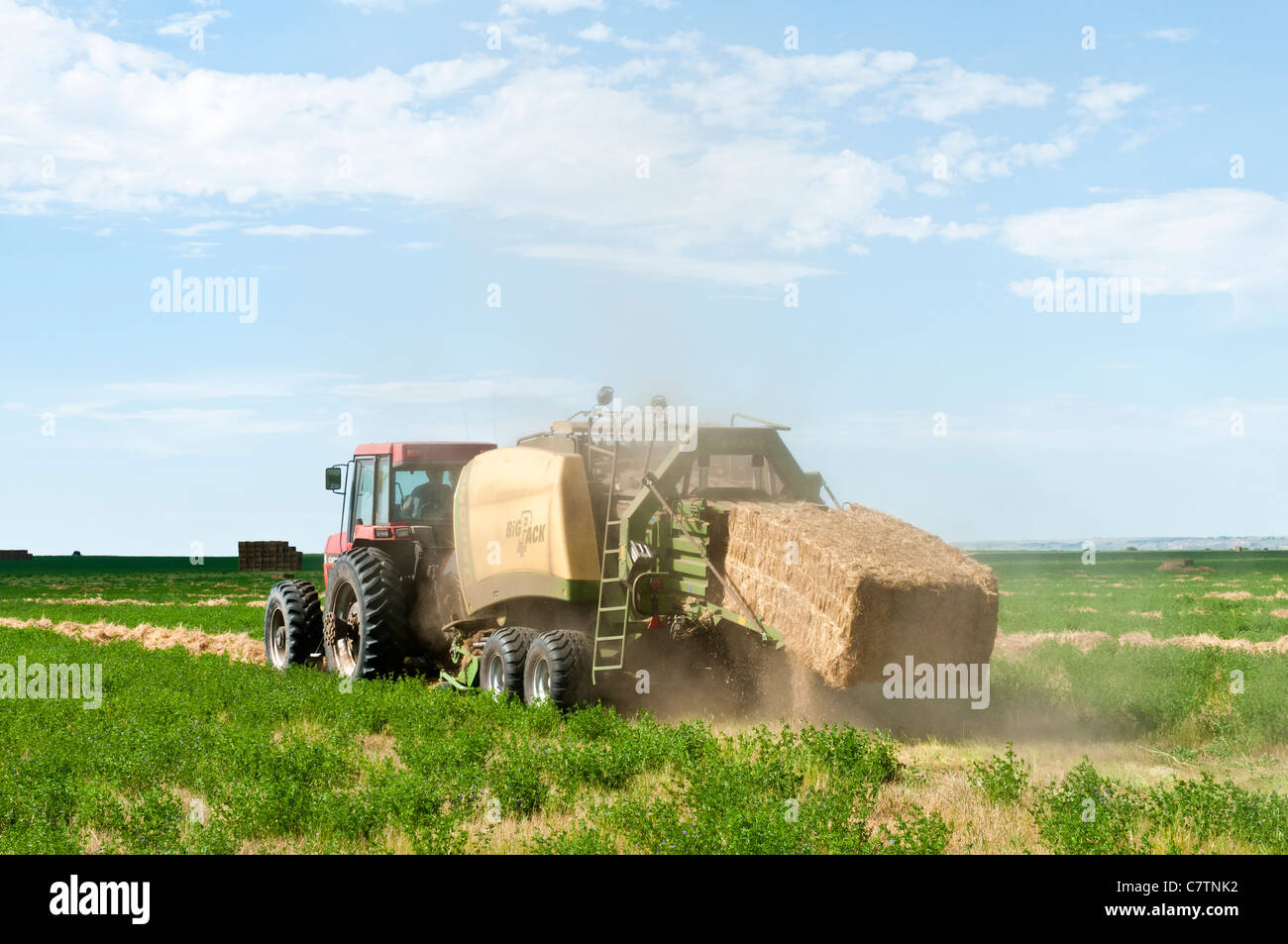 A tractor pulling a baling machine is at work producing square bales in ...