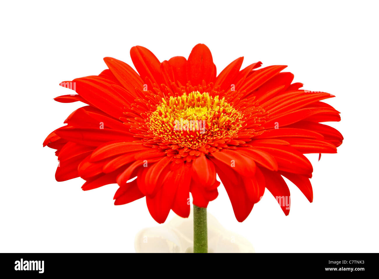 Flower of an red gerber isolated on white, closeup Stock Photo - Alamy
