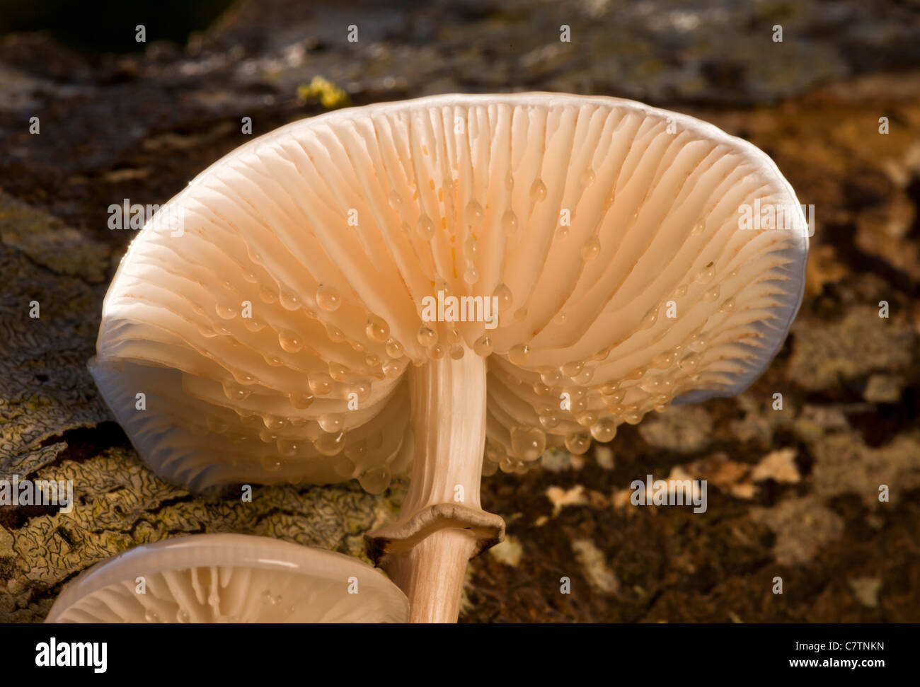 Porcelain Fungus, Oudemansiella mucida on beech tree, New Forest Stock ...