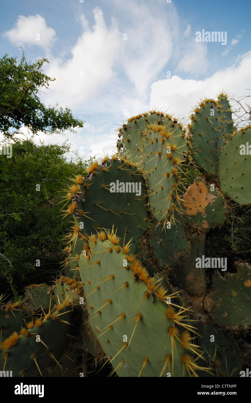 Cactus texas hi-res stock photography and images - Alamy