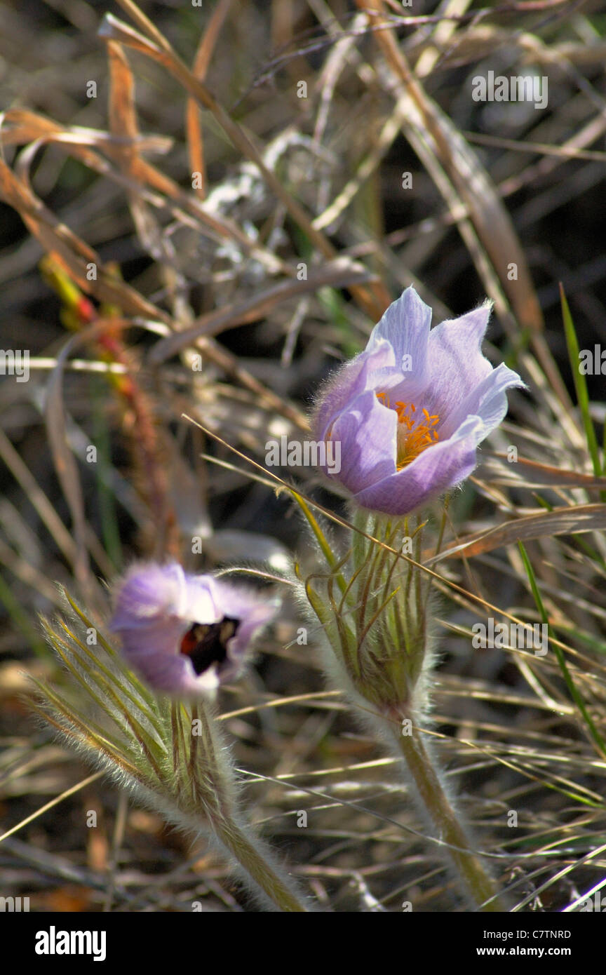 Prairie Crocus Canada Spring Stock Photos & Prairie Crocus Canada ...