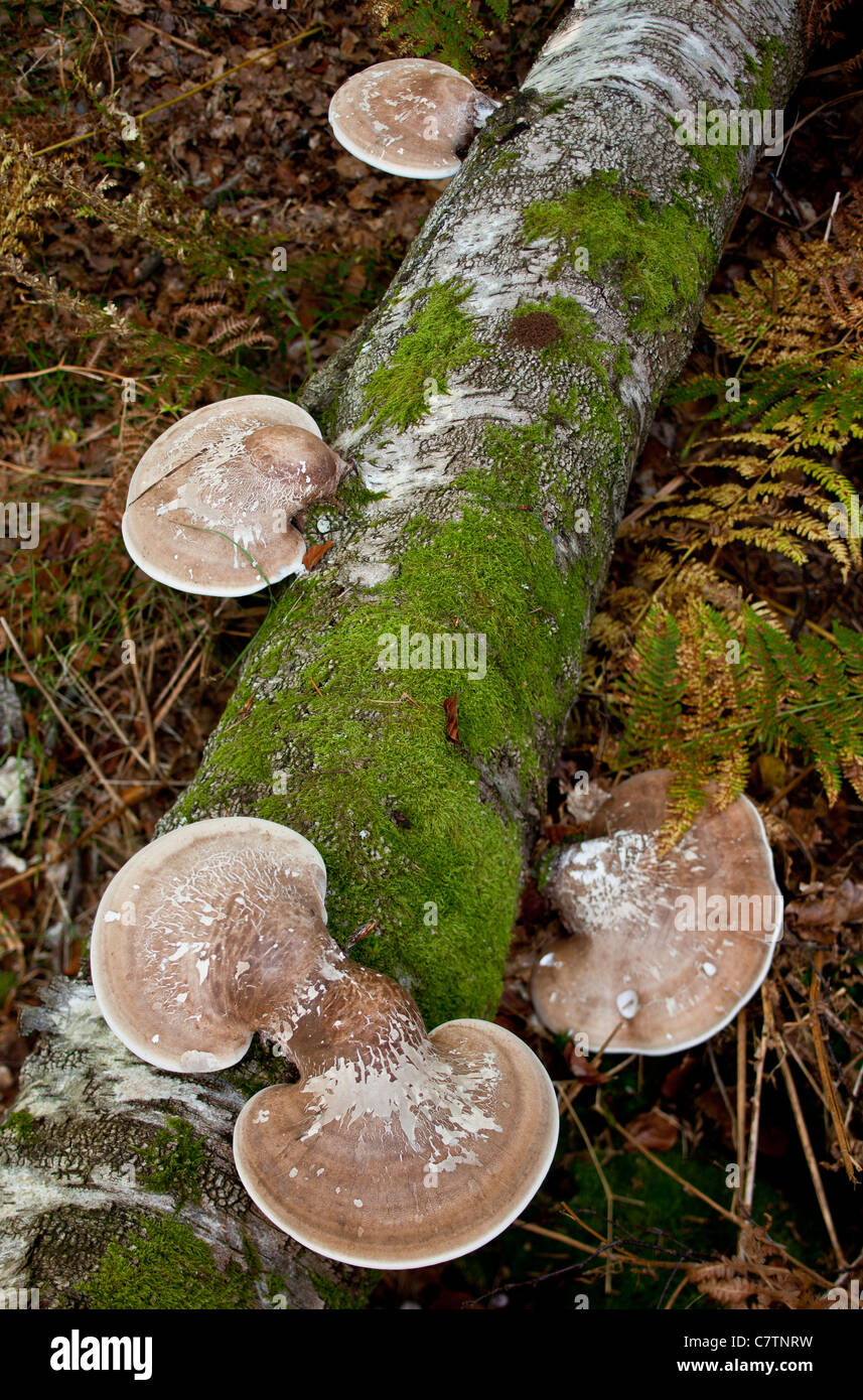Birch polypore hi-res stock photography and images - Alamy