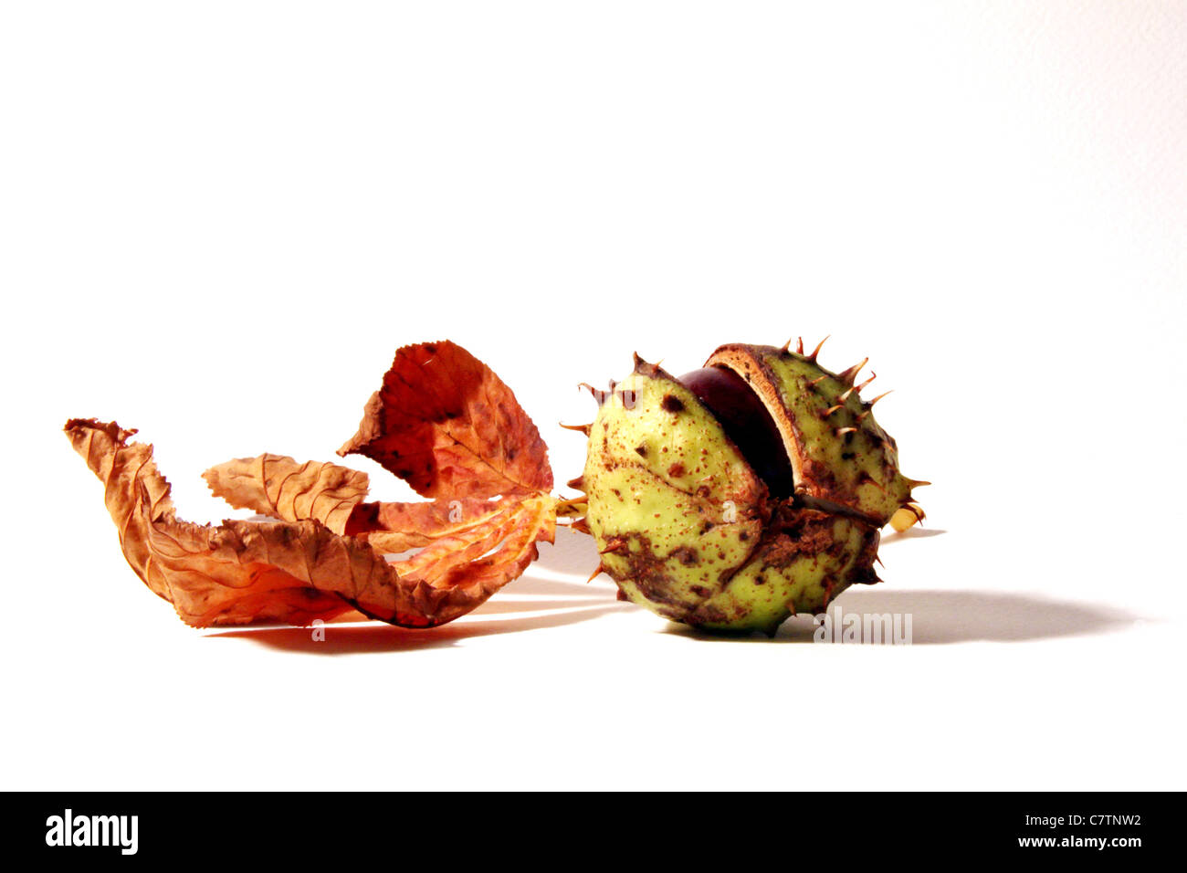 Conker In Case High Resolution Stock Photography and Images - Alamy