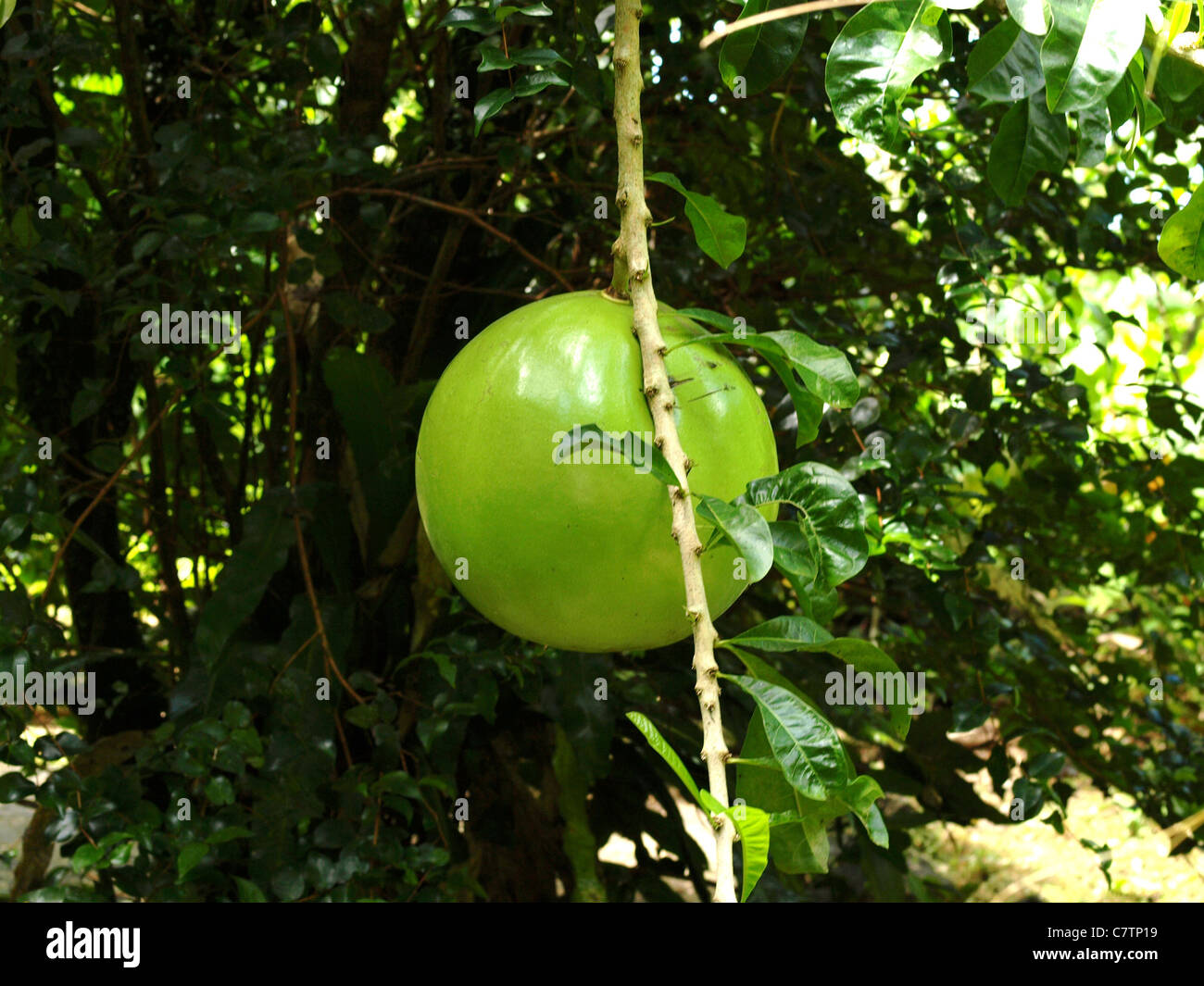 Calabash (Lagenaria siceraria) on a branch in the rainforest of the ...