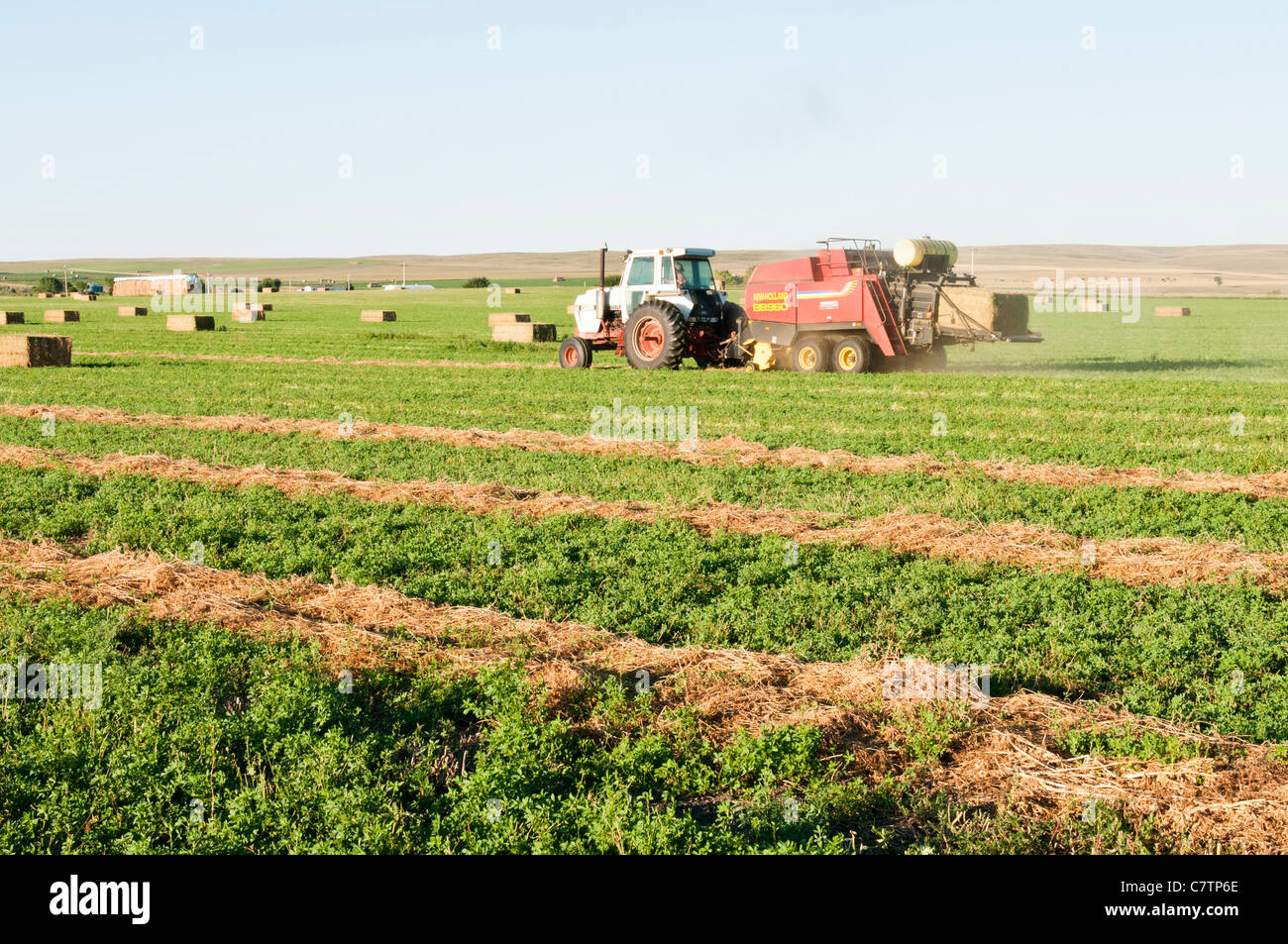A tractor pulling a baling machine is at work producing square bales in an alfalfa field Stock ...