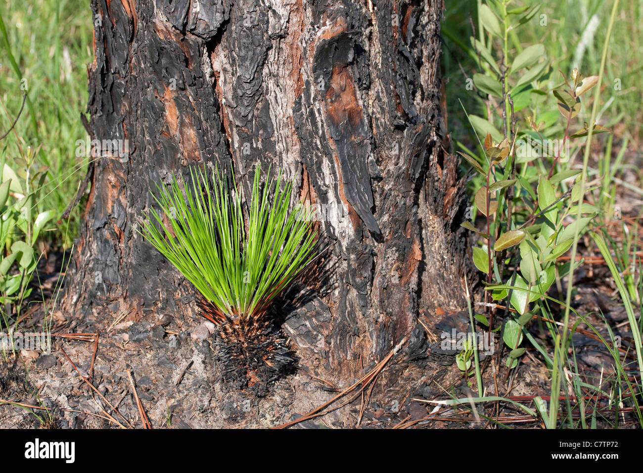 Longleaf Pine Pinus palustris cone germinating at base of mature ...